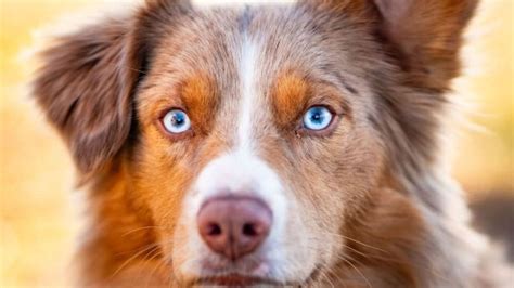 10 Dog Breeds With Mesmerizing Eyes And 10 With Unforgettable Ears