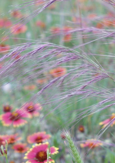 Texas Wintergrass Roots Native American Seed