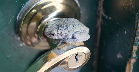 Finally Caught A Frog With My Camera In Hand Grey Tree Frog Eastern