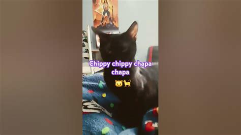 Chippy Chippy Chapa Chapa Youtube