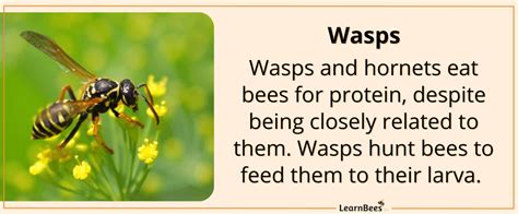 Bee Predators 101 What Eats Bees In The Wild
