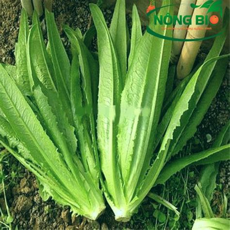 Rau Diếp Thơm 1 Số Công Dụng Cách Trồng Và Phòng Sâu Bệnh