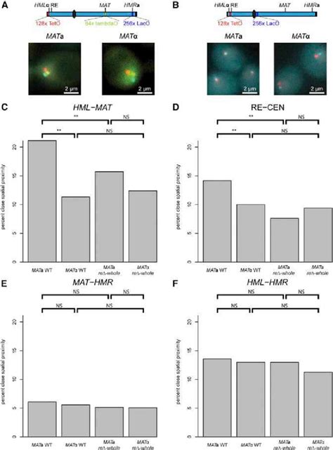 Live Cell Microscopy Validates Mating Type Dependent Conformation Of