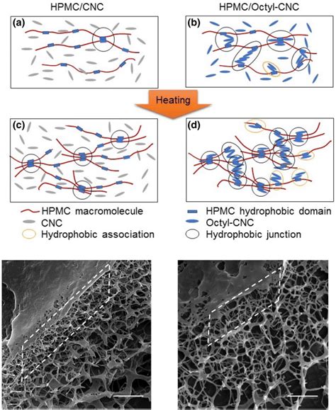 Structure Of Hybrid Hydrogels Top Panel Schematic Drawing Of Download Scientific Diagram