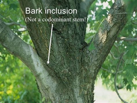 Treestructure
