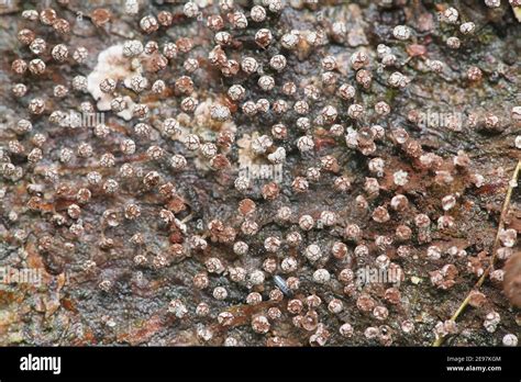 Physarum Album Also Called Physarum Nutans A Slime Mold Of The Order Physarales From Finland