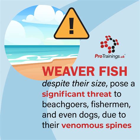 Weaver Fish In British Waters A Hidden Danger Online Health And Safety