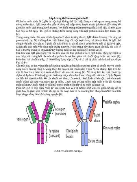 Lớp Kháng Thể Immunoglobulin D Hình 1 Cấu Trúc Của Igd Pdf