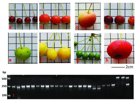 Wild Apple Fruit Skin Colour And Myb10 Allele Compositions A H