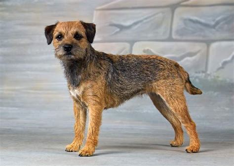 Best 13 Border Terrier Artofit