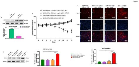 Hypothalamic Paraventricular Nucleus Hydrogen Sulde Exerts Antihypertensive Effects In