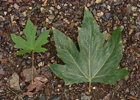 Western Sycamore Platanus Racemosa