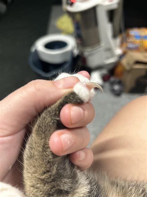 Cut Claws Cat