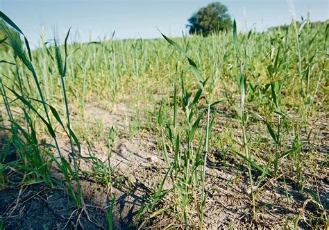 Seeding Research May Not Apply To All Regions The Western Producer