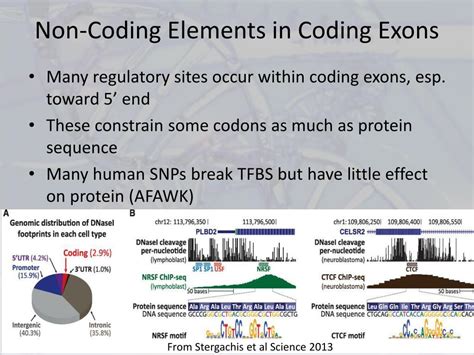 PPT Functional Non Coding DNA Part I Non Coding Genes And Non Coding Elements Of Coding Genes