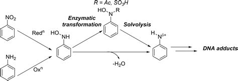 Accessing Active Fragments For Drug Discovery Utilising Nitroreductase