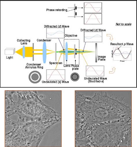 Figure 1 1 From Development Of An Integrated Opto Electric Biosensor To