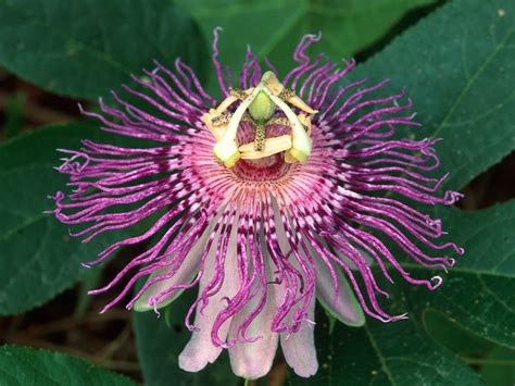 Passion Flower Hd Wallpapers Backgrounds