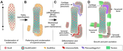 Bone Development Bone Formation Growth Youtube