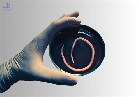 Keiko Alkes Keiko Alkes