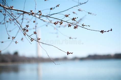 Close Up Of Budding Cherry Tree Branches With A Blurred Background Of A