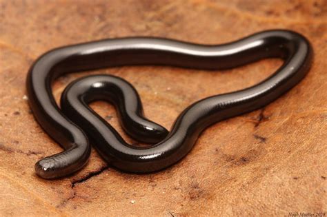 The Biggest Snakes Ever Spotted Across Each Us State