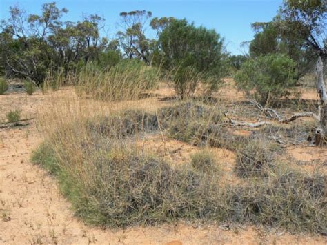 Spinifex Grass Friend And Foe Bushguide 101