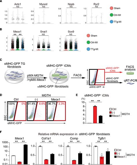 Direct Reprogramming Improves Cardiac Function And Reverses Fibrosis In Chronic Myocardial