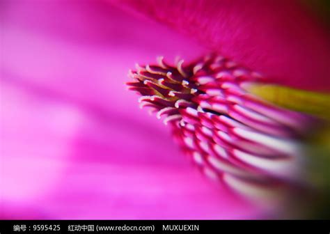 紫玉兰花蕊图下载红动中国