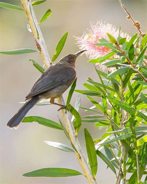 Ebird Checklist 18 Oct 2023 Sides Rd Julatten At 16 61806 145 32306 Restricted Access