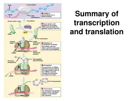 Transcription And Translation