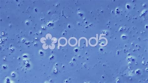 Bacteria Flagellum Sample In Microscope 800x Stock Footage Sample