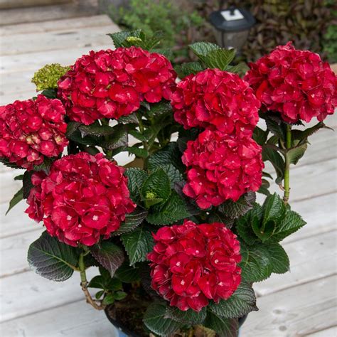 Quick Fire® Hydrangea Trees For Sale