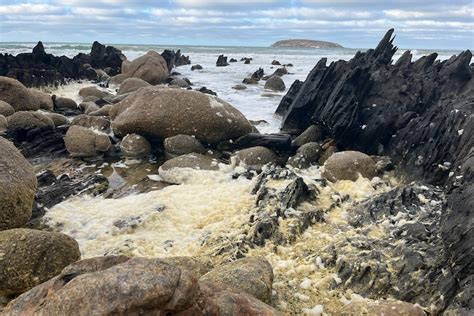 Microalgae Toxic To Fish Identified As Cause Of Bloom Linked To