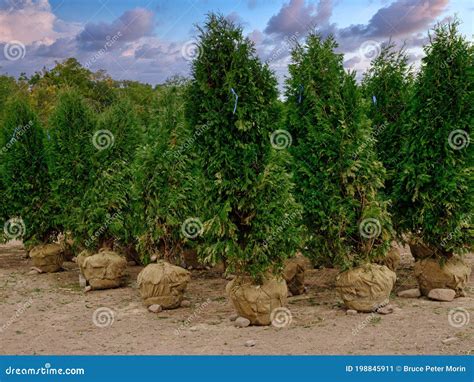 Emerald Green Arborvitae Trees In A Nursery Stock Image Image Of Beautiful Environment 198845911
