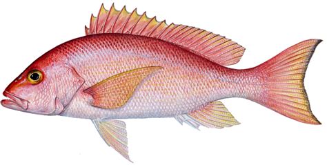 Silk Snapper Naturerules1 Wiki Fandom