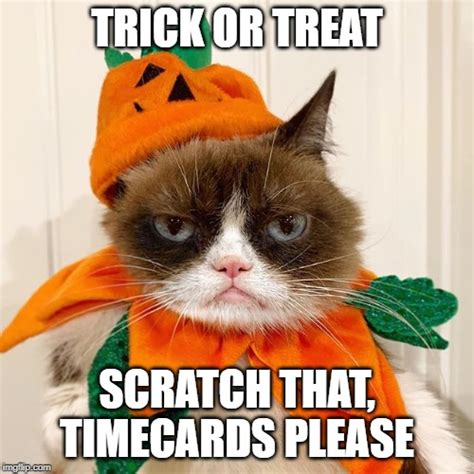 Cat Halloween Costume Memes