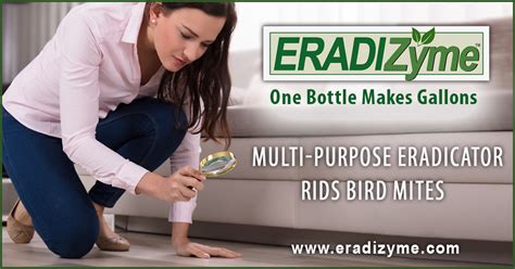 How To Rid Mites Bird Mite In Your Home Treatment And Eradication