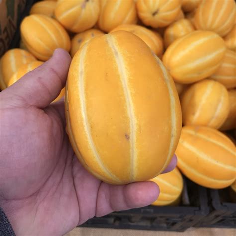 Melon In Korean Translation At Jerry Cook Blog
