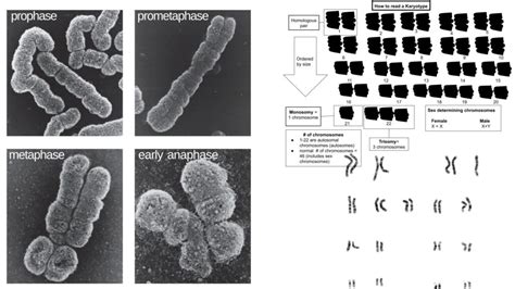 Karyotyping Definition Steps Procedure And Applications Biology Notes Online