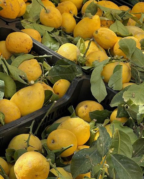 Julia Paris Style 🕊️ On Instagram Postcards From Nice 🧺 🍋 Yellow Lab Puppies Fruit