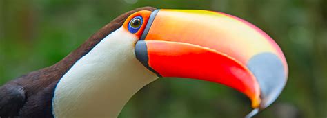 Rainforest Biome Animals