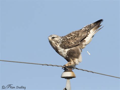 Sexing And Identifying Juvenile Rough Legged Hawks Feathered