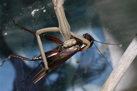 Praying Mantis Meet This Insect Also Called Santa Teresa Bug Or