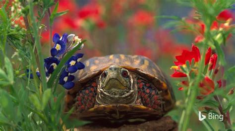 Sridhar Narasimhan On Linkedin Turtle Power