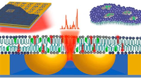 transient nanoscopic phase separation in biological lipid membranes epfl
