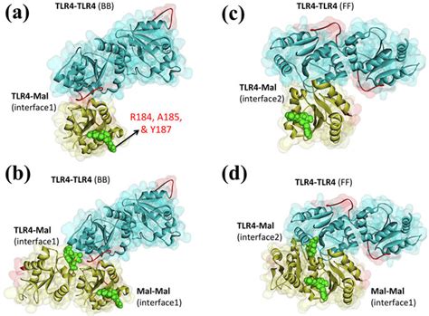 Interaction Models Of Mal Monomer Ac And Mal Dimer Bd With Bb And