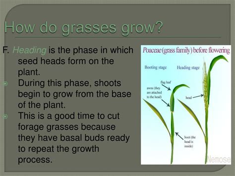 How Do Grasses Reproduce At Betty Mcclusky Blog