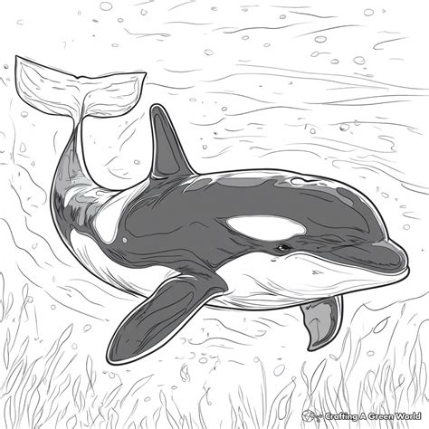 Realistic Humpback Whale Coloring Page [2025]