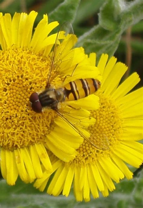 Marmalade Hoverfly Naturespot